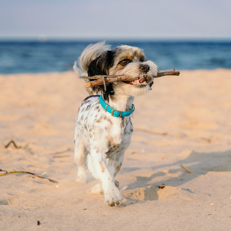 Love Spay - Vet in Brea | Aloha Veterinary Hospital