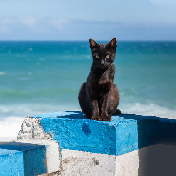 Veterinarian in Brea | Vets Near Me | Aloha Veterinary Hospital