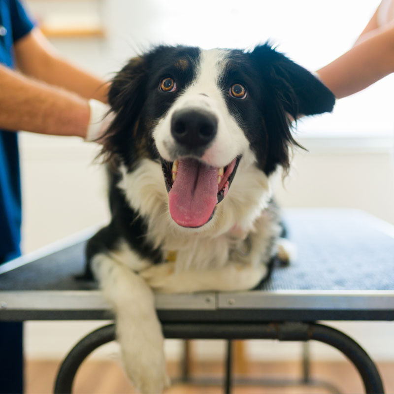 Privately Owned - Vet in Brea | Aloha Veterinary Hospital